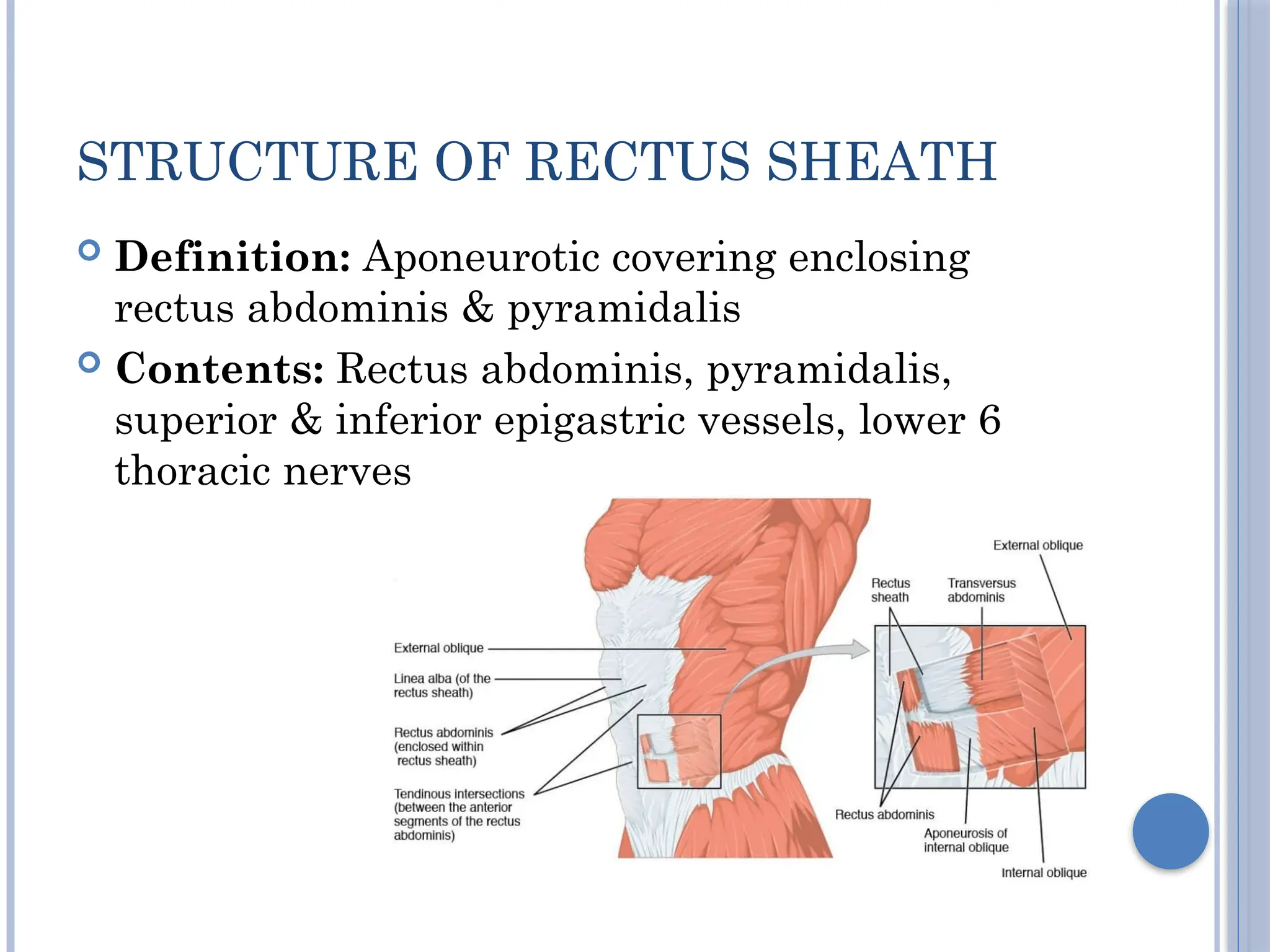 Structures of Anterior & Posterior Abdominal Wall by Dr.Rumaisa PT | PPTX