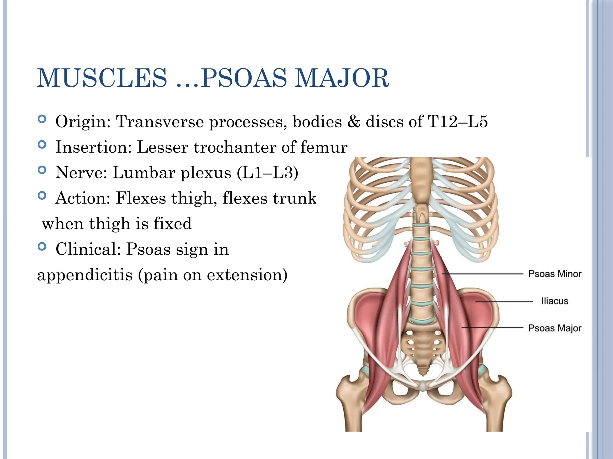 Structures of Anterior & Posterior Abdominal Wall by Dr.Rumaisa PT | PPTX