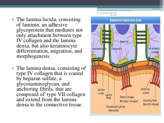 Structures of basement memberane/ dental implant courses