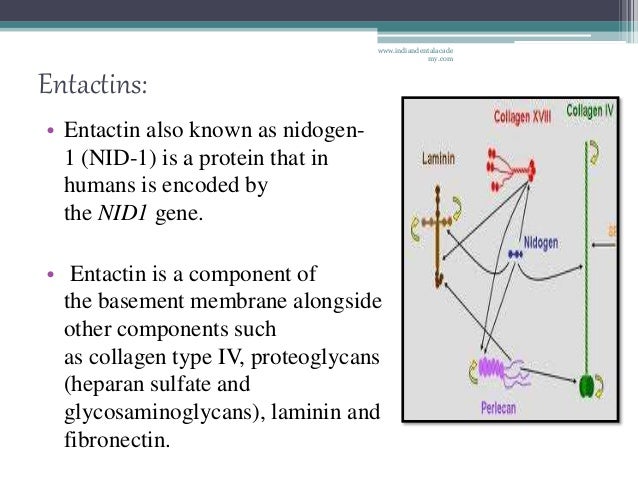 Structures of basement memberane/ dental implant courses