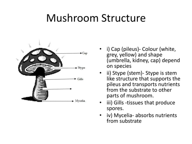 Structures of mushroom A Presentation By Mr Allah Dad Khan Former ...