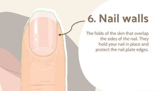Structures of Nails.pptx | Nail Care | Beauty