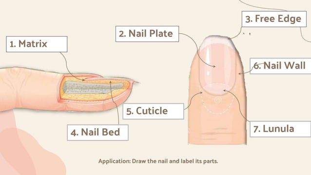 Structures of Nails.pptx | Nail Care | Beauty