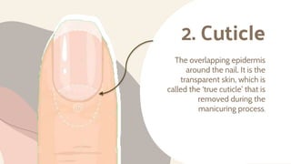 Structures of Nails.pptx | Nail Care | Beauty
