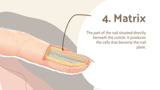 Structures of Nails.pptx | Nail Care | Beauty