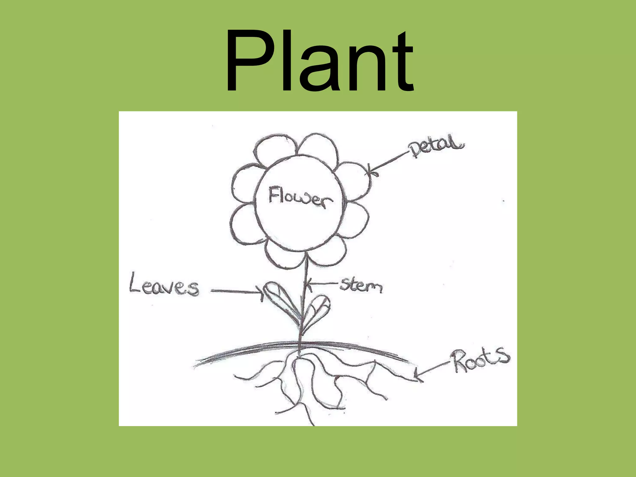 Structures of Plants | PPT