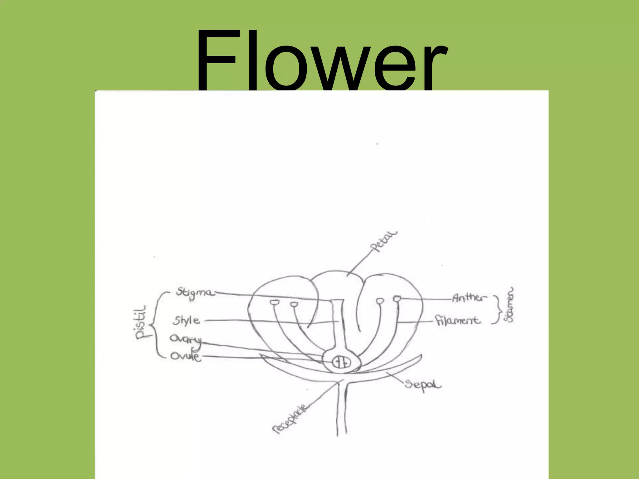 Structures of Plants | PPT
