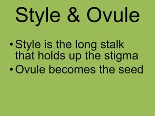 Structures of Plants | PPT