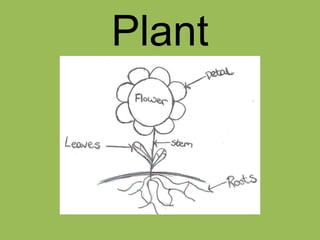Structures of Plants | PPT