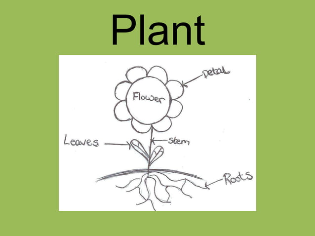 Structures of Plants | PPT