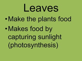 Structures of Plants | PPT