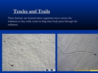 Structures of sedimentary rocks | PPT