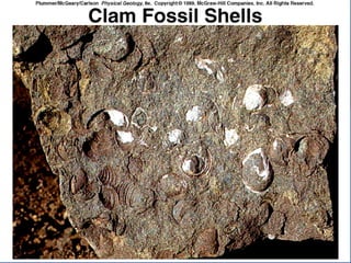 Structures of sedimentary rocks | PPT
