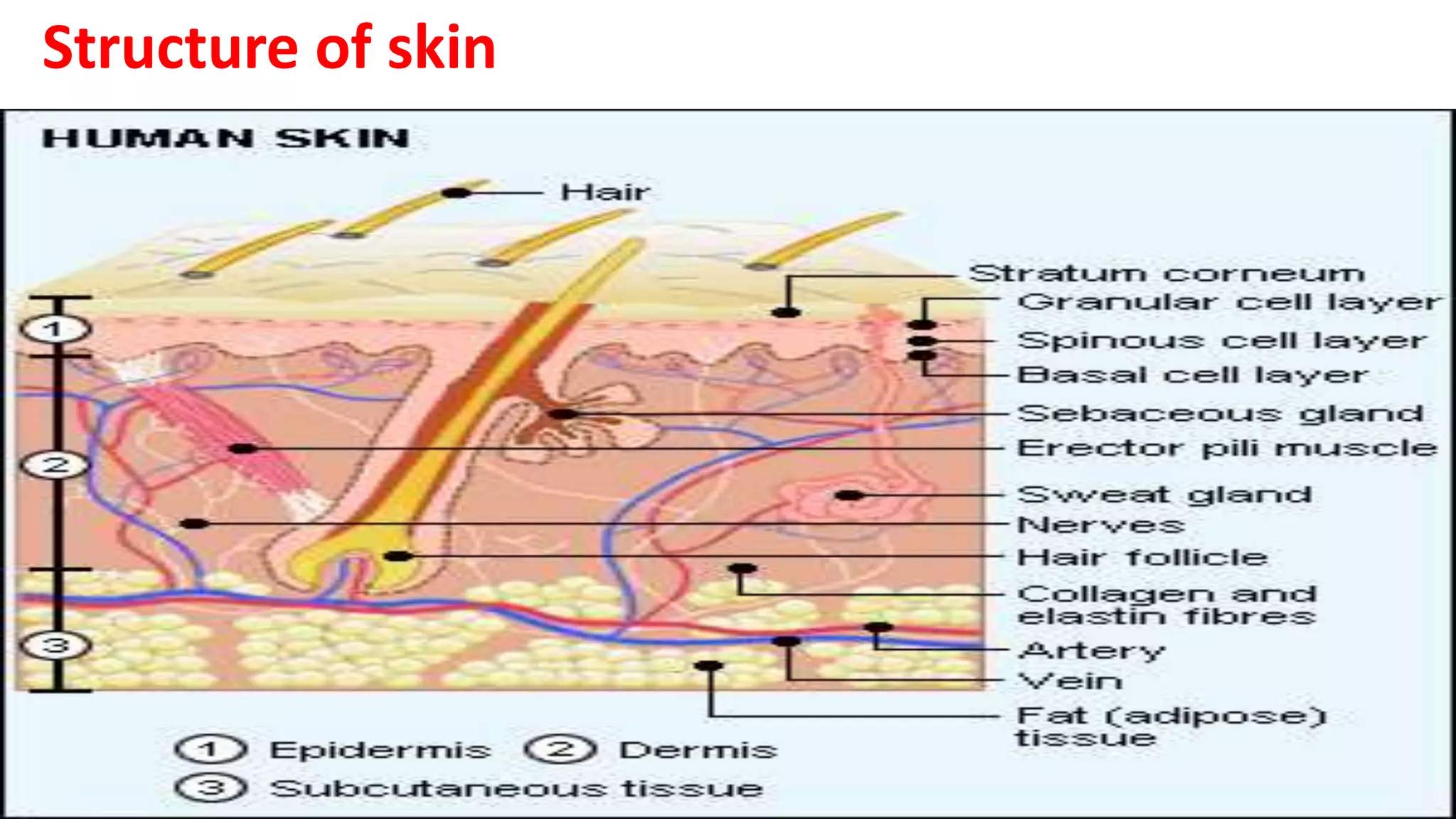 Structures of skin having different problems | PPTX | Skin Care | Beauty
