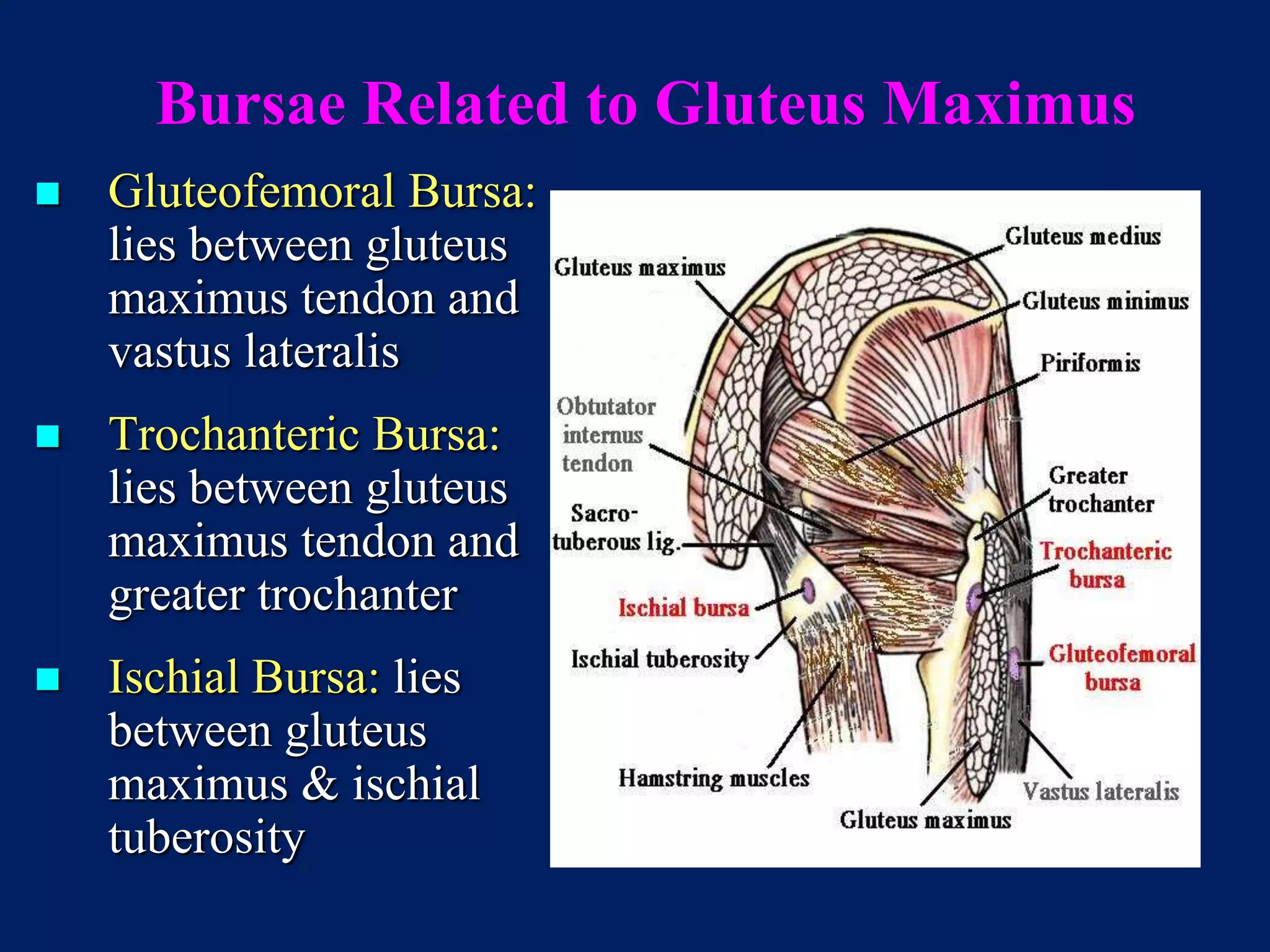 structures under cover of gluteus maximus.pptx