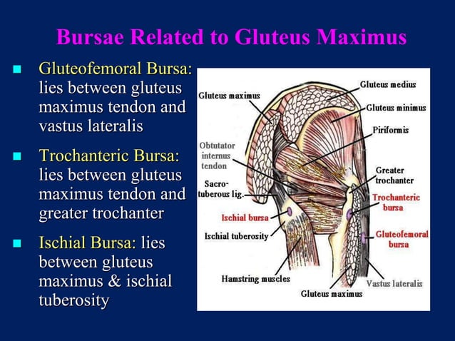 structures under cover of gluteus maximus.pptx