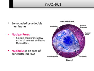 Cells: structure | PPT
