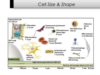 Cells: structure | PPT