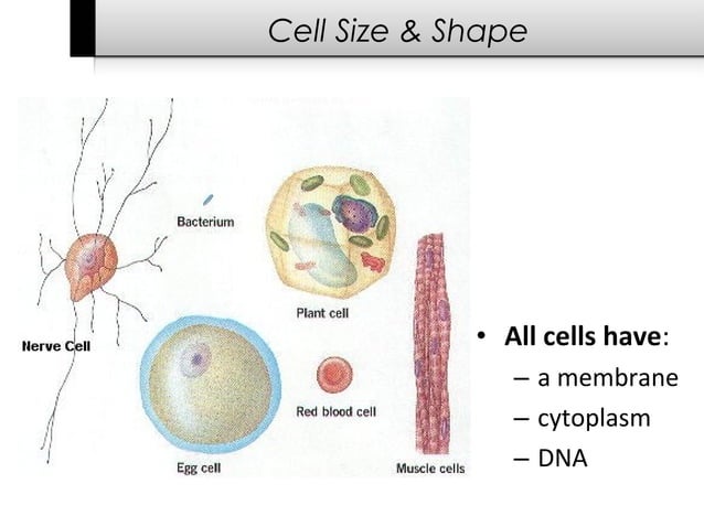 Cells: structure | PPT
