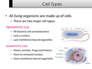 Cells: structure | PPT