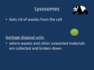 Structures within cells power point | PPT