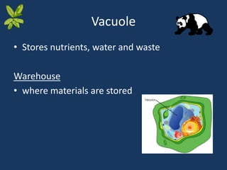 Structures within cells power point | PPT
