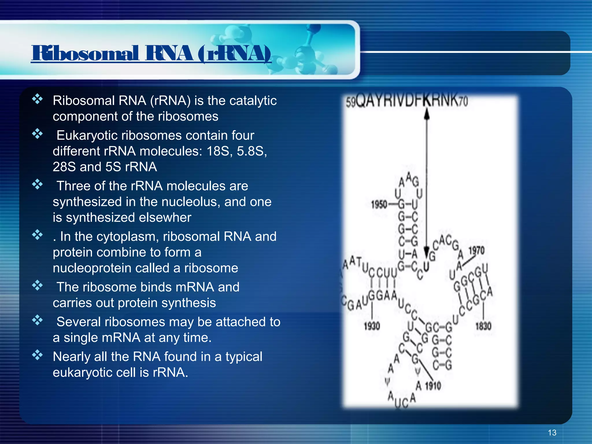 Structure & types of rna | PPT