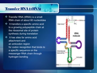 Structure & types of rna | PPT