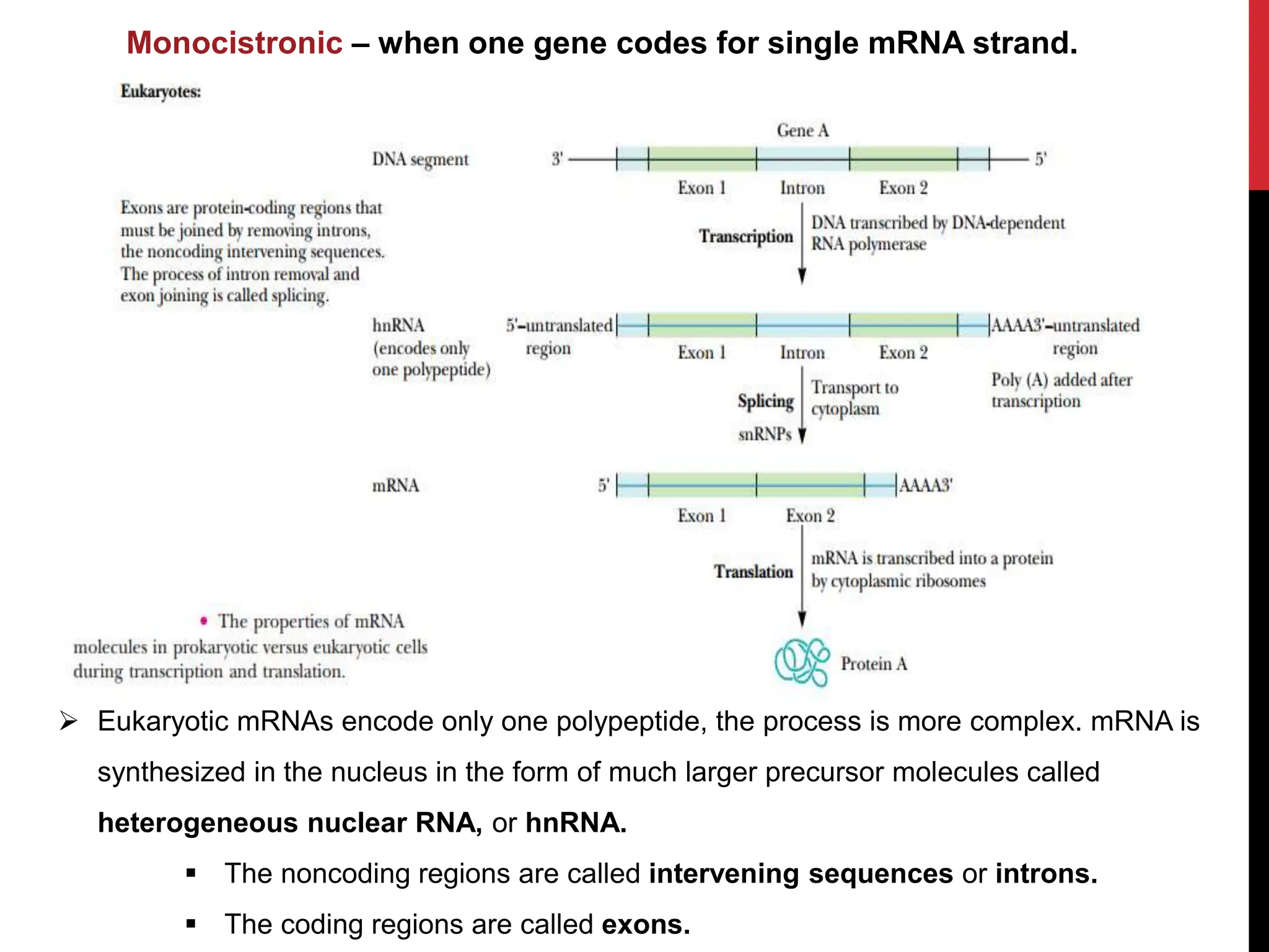 Structure and types of RNA .pptx