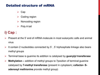 Structure and types of RNA .pptx