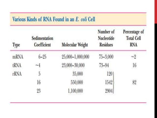 Structure and types of RNA .pptx | Biological Sciences | Science