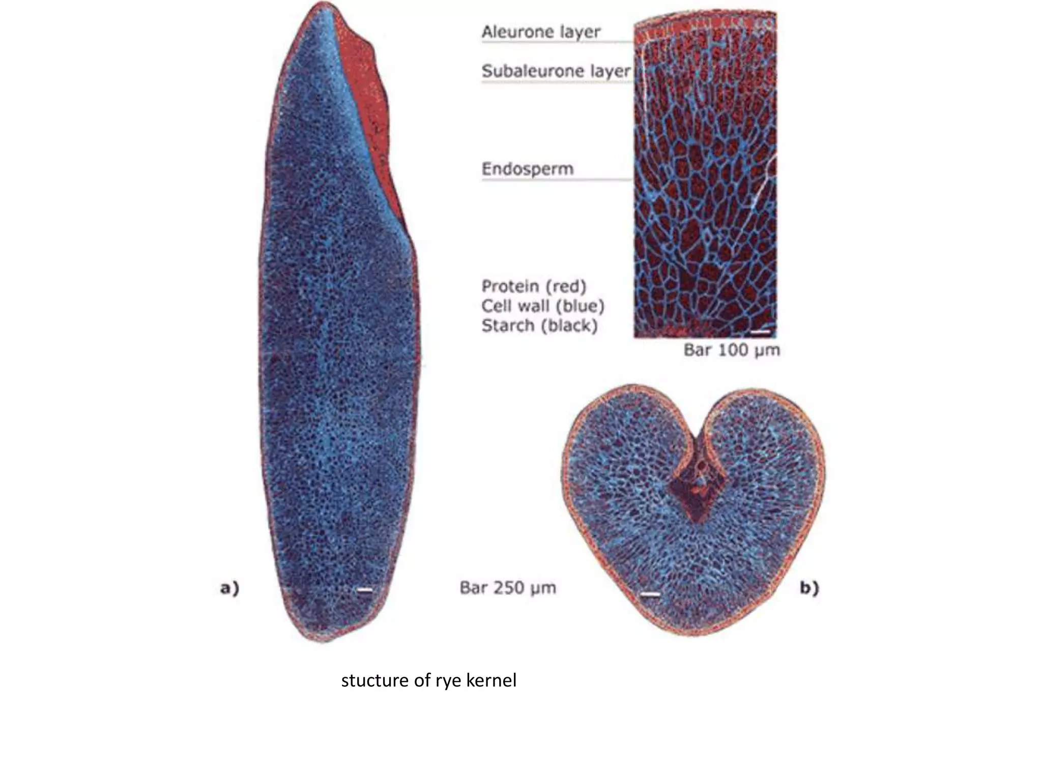 Strucuture of cereal grains and legumes | PPTX