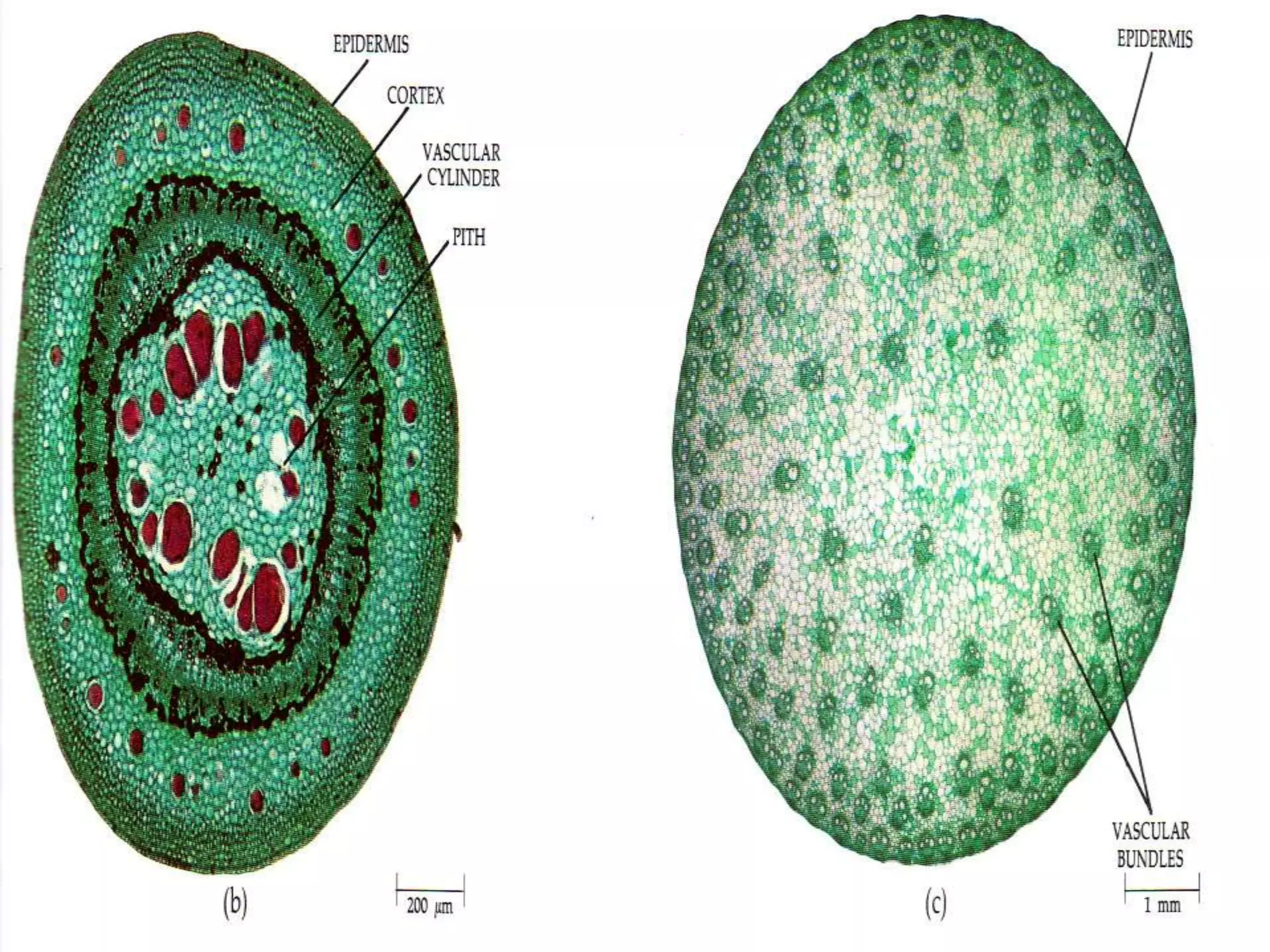 Struktur dan fungsi jaringan tumbuhan pada akar dan batang | PPTX