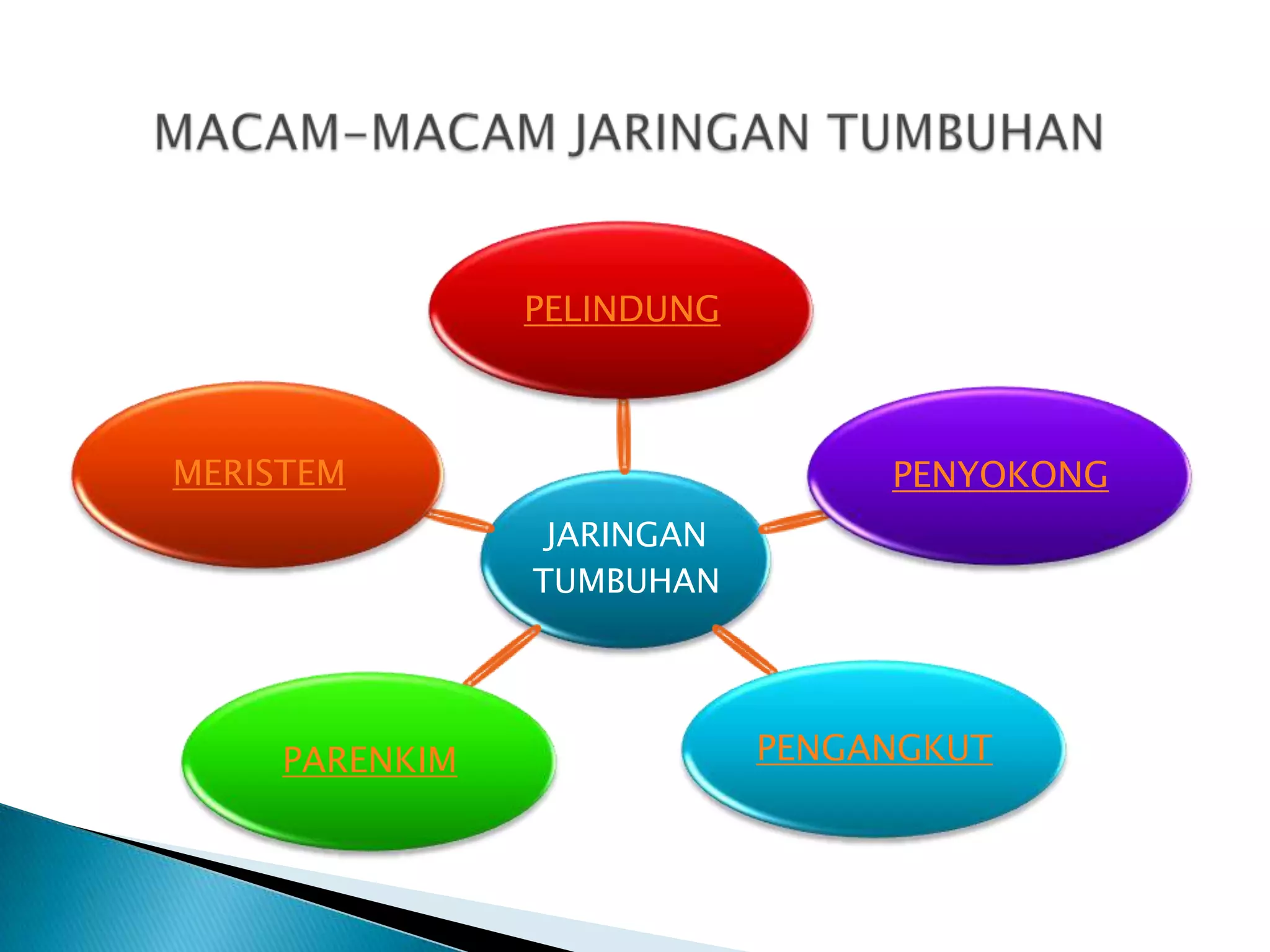 Struktur dan fungsi jaringan tumbuhan pada akar dan batang | PPTX