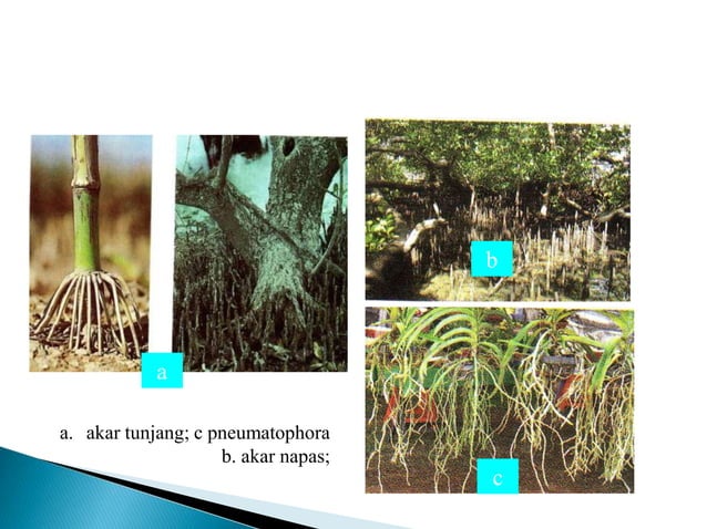 Struktur dan fungsi jaringan tumbuhan pada akar dan batang | PPTX