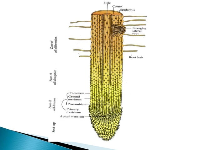 Struktur dan fungsi jaringan tumbuhan pada akar dan batang | PPTX