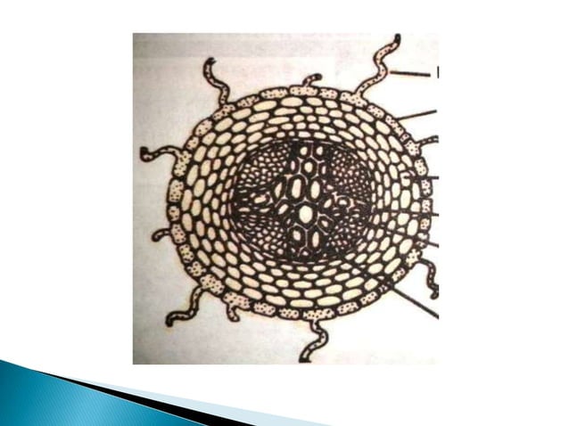 Struktur dan fungsi jaringan tumbuhan pada akar dan batang | PPTX