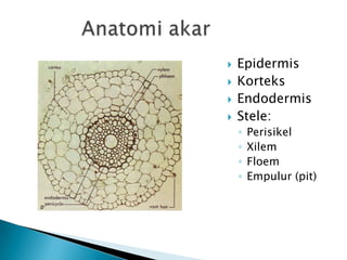 Struktur dan fungsi jaringan tumbuhan pada akar dan batang | PPTX