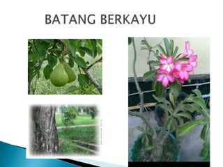 Struktur dan fungsi jaringan tumbuhan pada akar dan batang | PPT