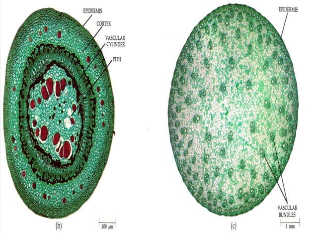 Struktur dan fungsi jaringan tumbuhan pada akar dan batang | PPTX