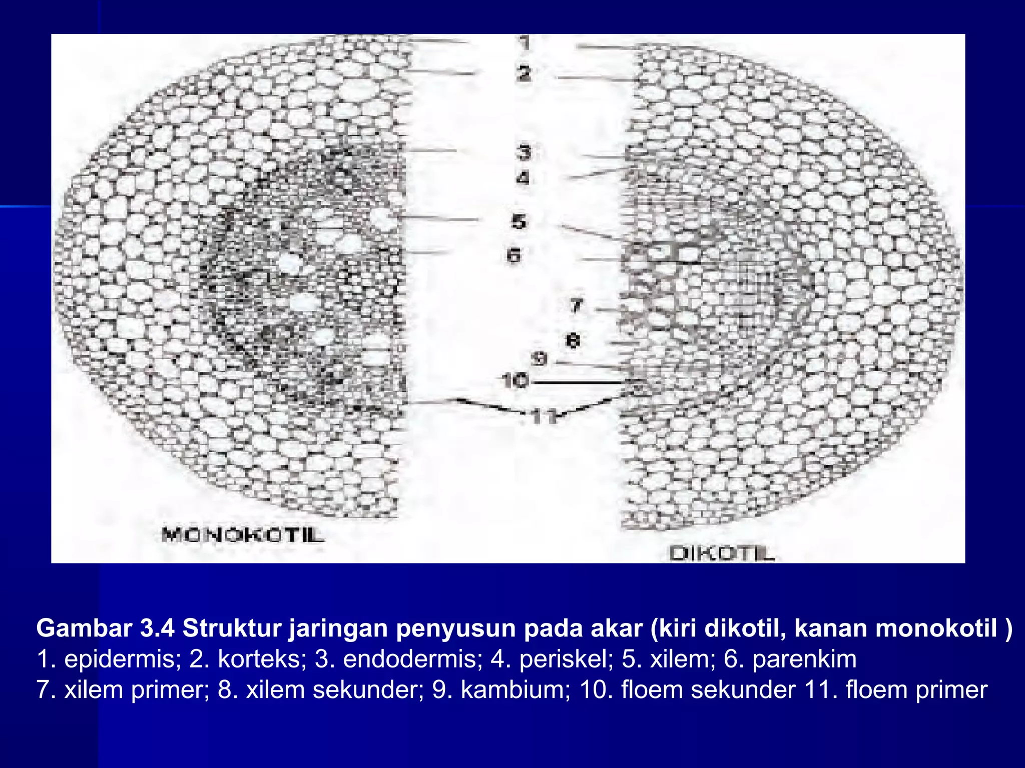 bab 3 Struktur dan Fungsi Jaringan Tumbuhan serta Pemanfaatannya dalam ...