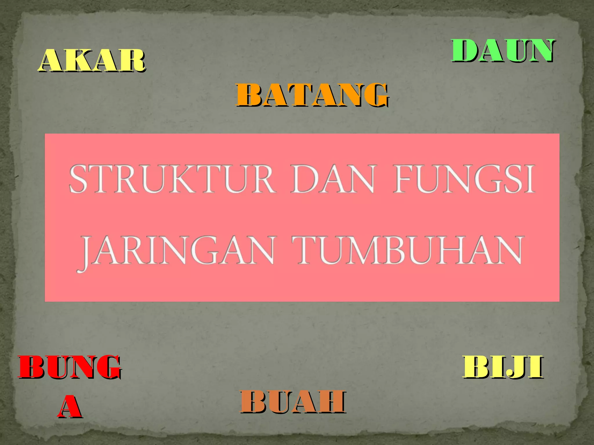 Struktur dan-fungsi-jaringan-tumbuhan | PPT