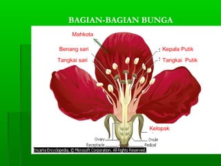 Struktur dan-fungsi-jaringan-tumbuhan | PPT