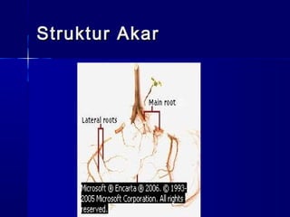 Struktur dan-fungsi-jaringan-tumbuhan | PPT
