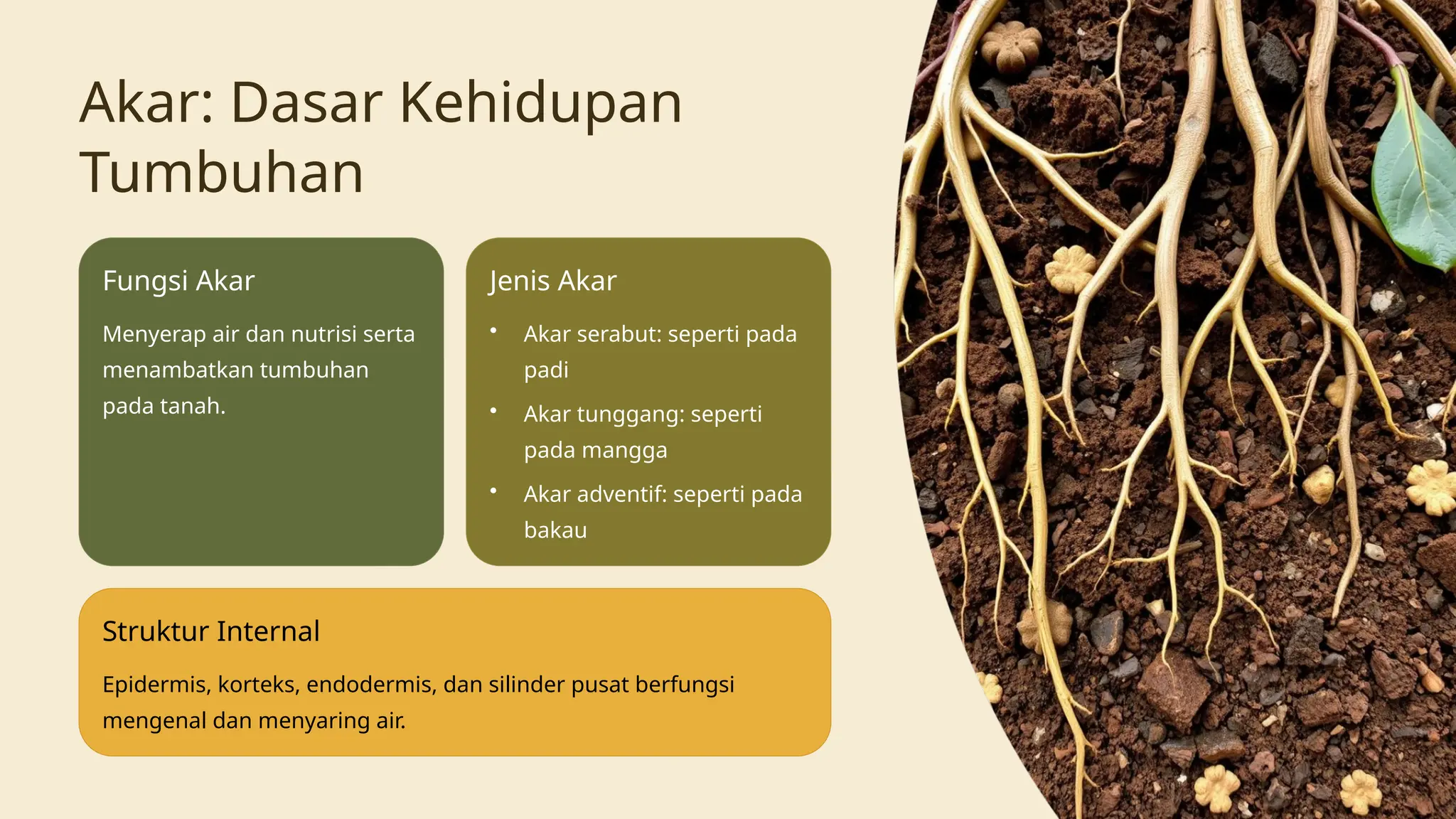 Struktur-Tumbuhan-dan-Fungsinya.pptxmmmm | PPTX