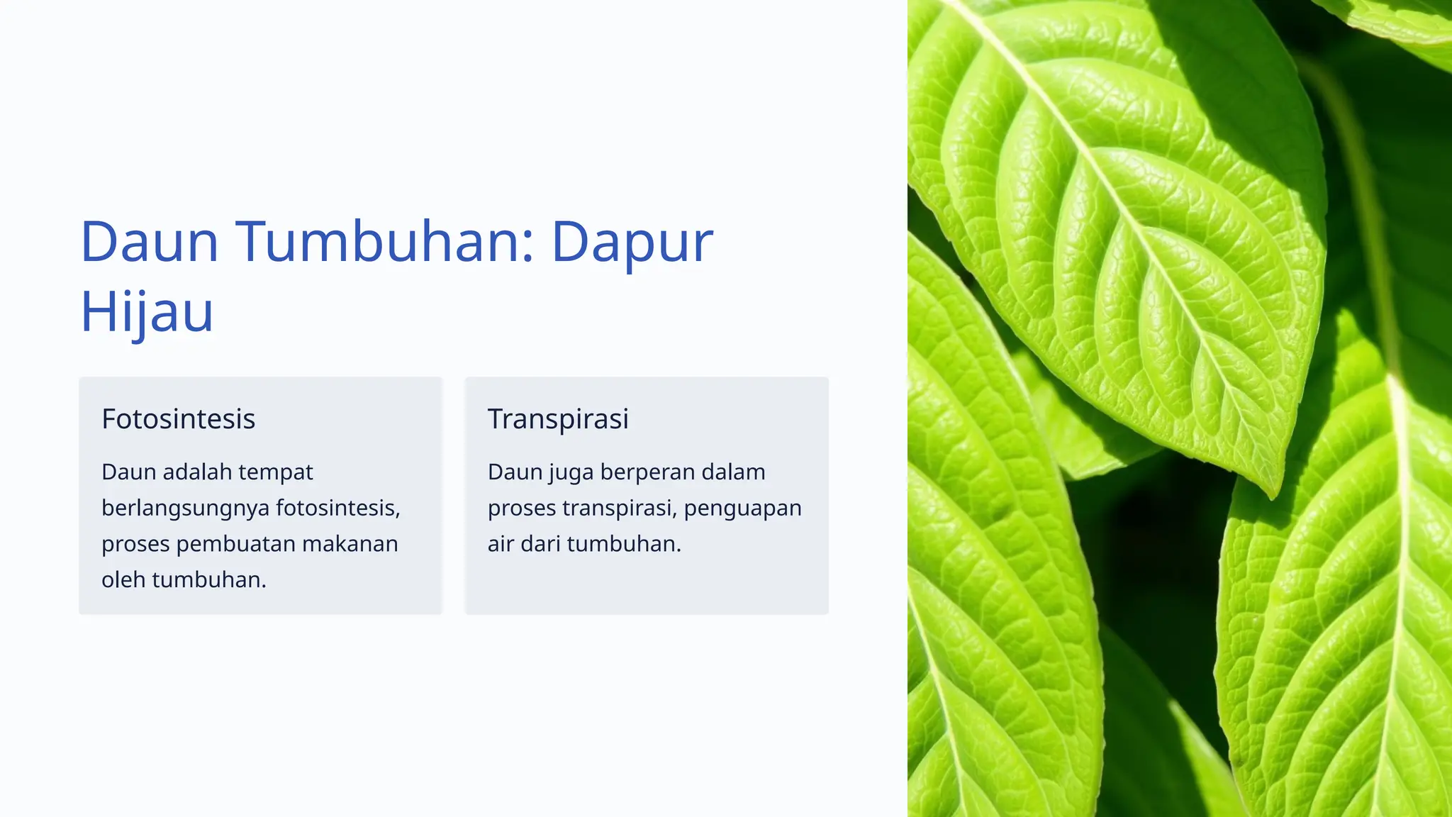 Struktur-Tumbuhan-Menjelajahi-Dunia-Hijau.pptx