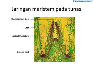 Struktur tumbuhan(1) | PPT