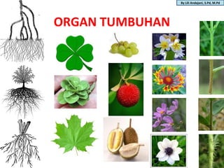 Struktur tumbuhan(1) | PPT