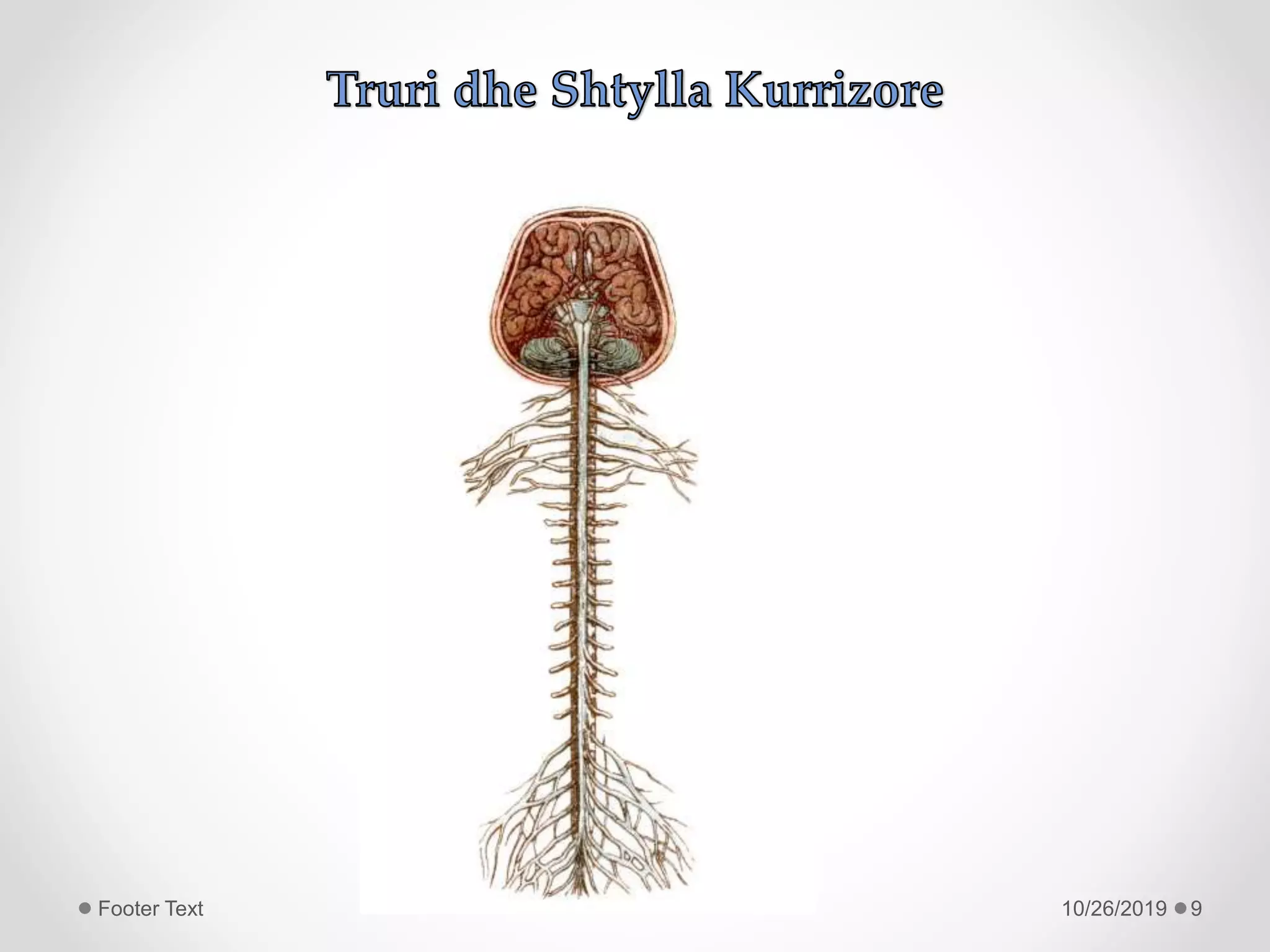 Struktura dhe Funksionet e Sistemit Nervor | PPTX