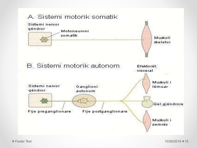 Struktura dhe Funksionet e Sistemit Nervor | PPTX
